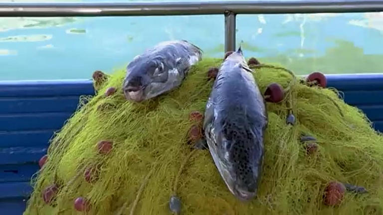 Pesce palla invasivo devasta il Mediterraneo: allarme tra i pescatori ...