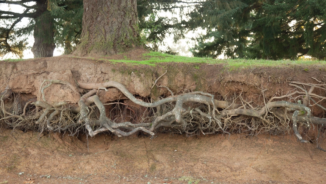 Experts urge mulch over root cutting to protect mature trees