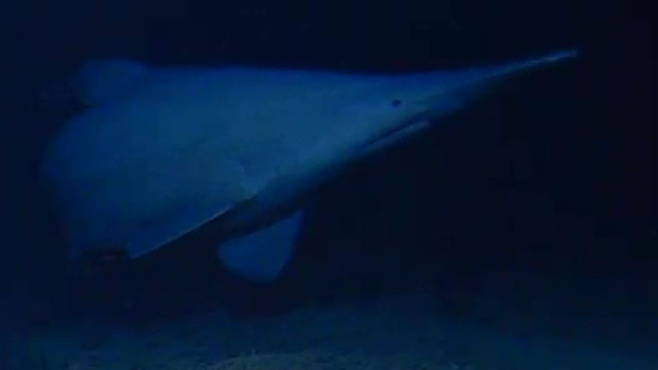 'I never thought we'd see one alive': Elusive goblin shark captured on ...
