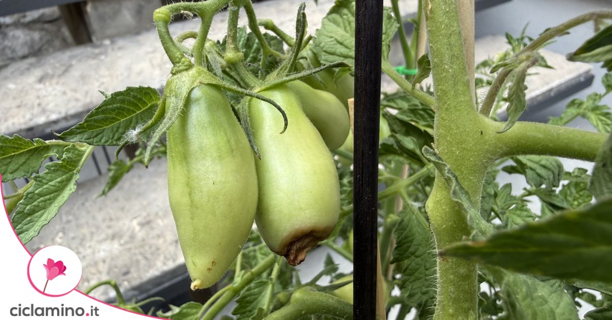 Marciume apicale del pomodoro: cosa fare quando i frutti diventano neri ...