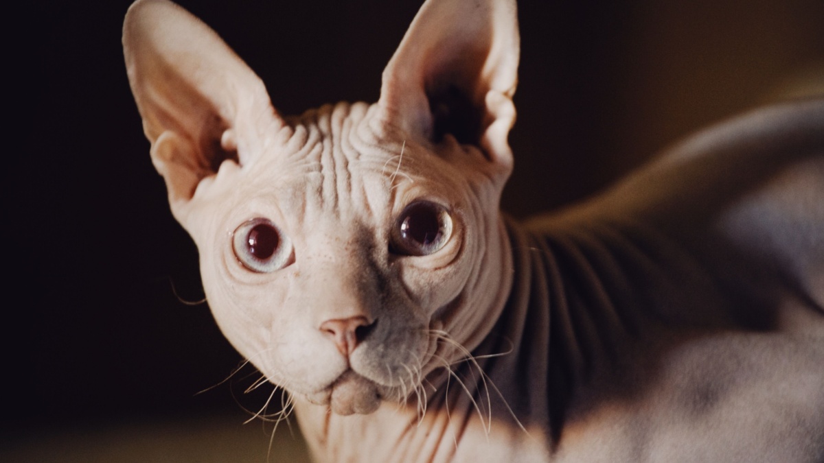 These are the clingiest cat breeds, according to experts