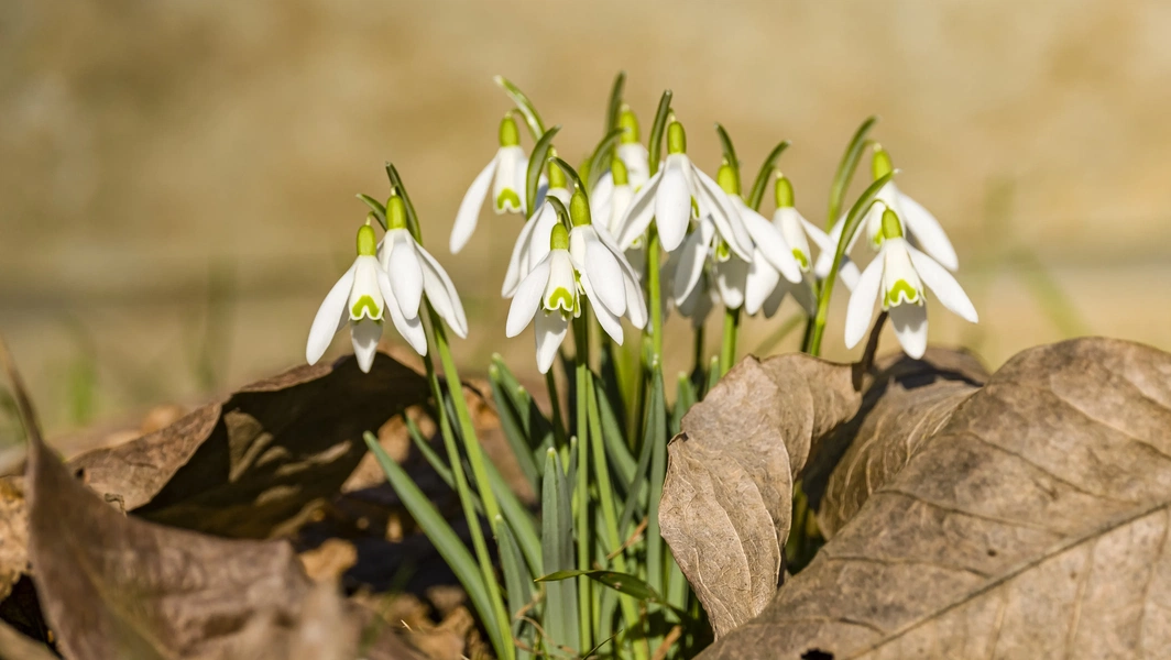 Birth flowers, symbolism, and cultural traditions