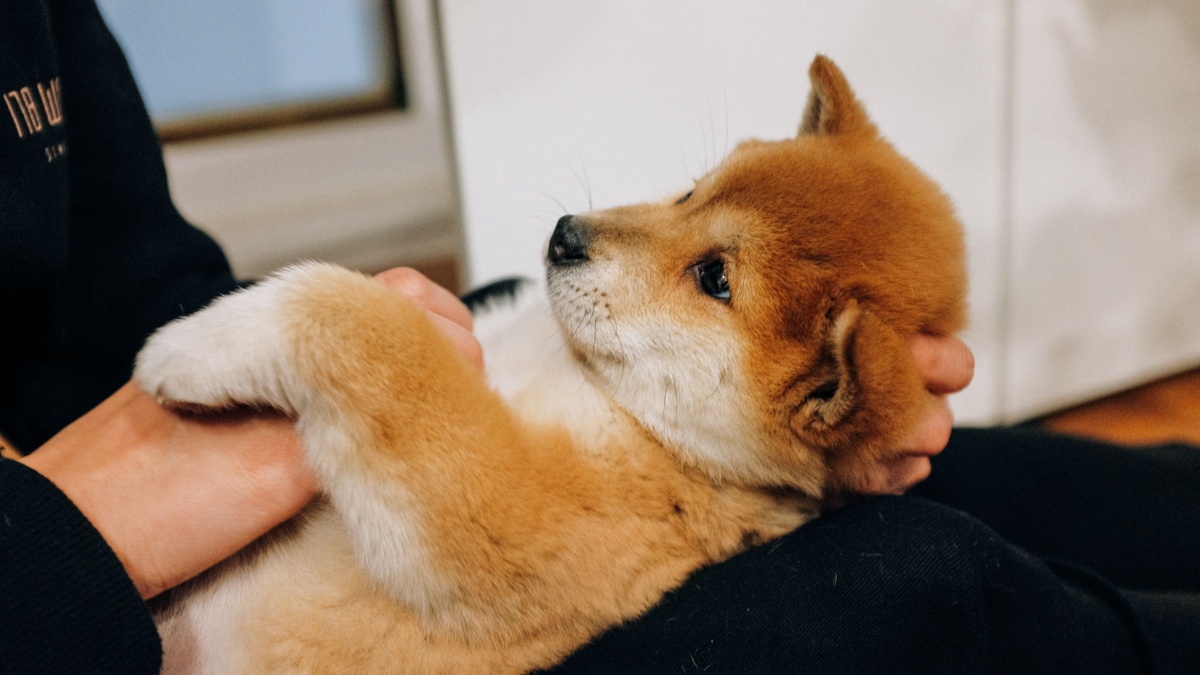 10 dog breeds that act cold but love deeply