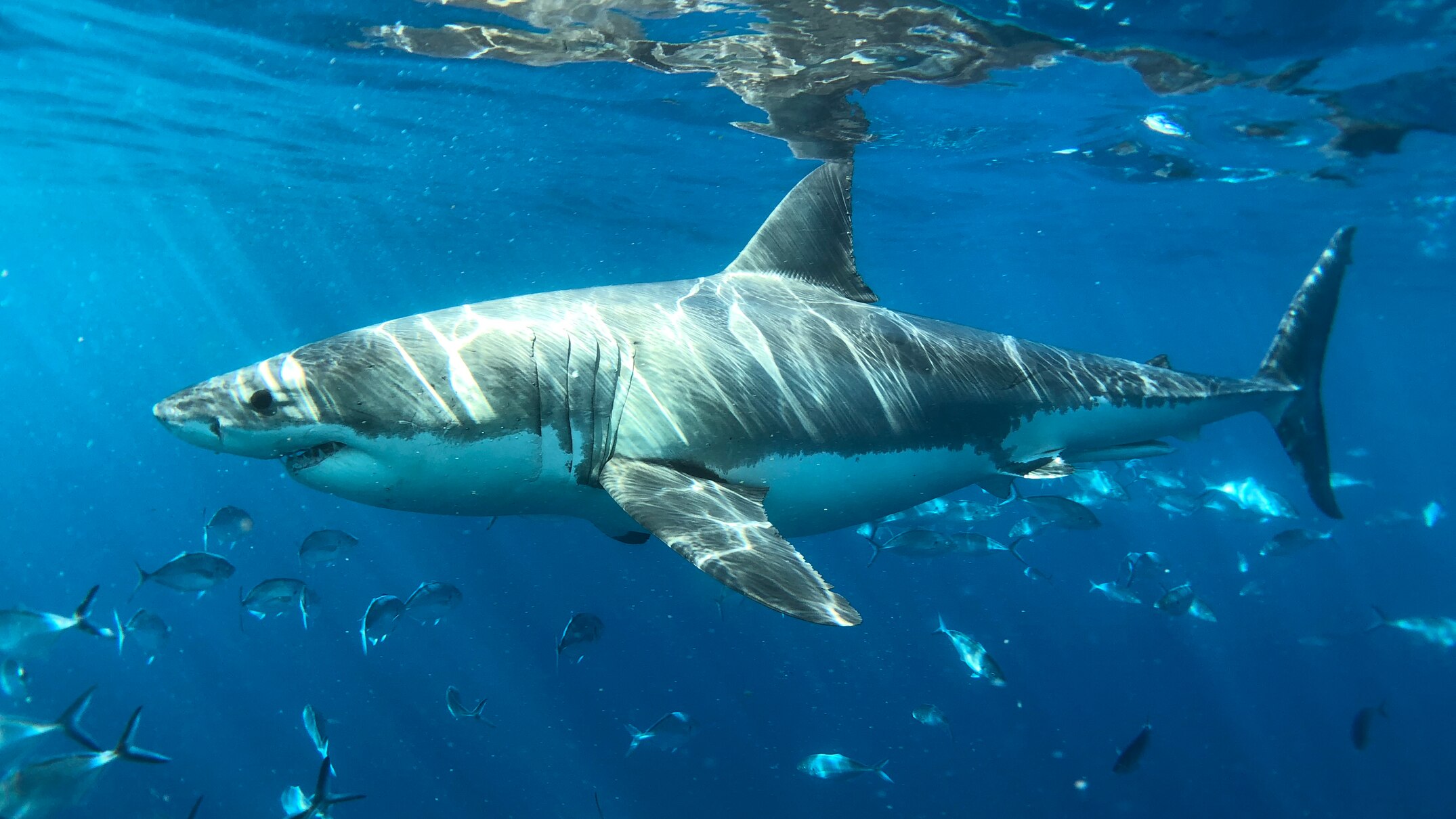 Shark cull will not improve beach safety or reduce attacks, marine ...