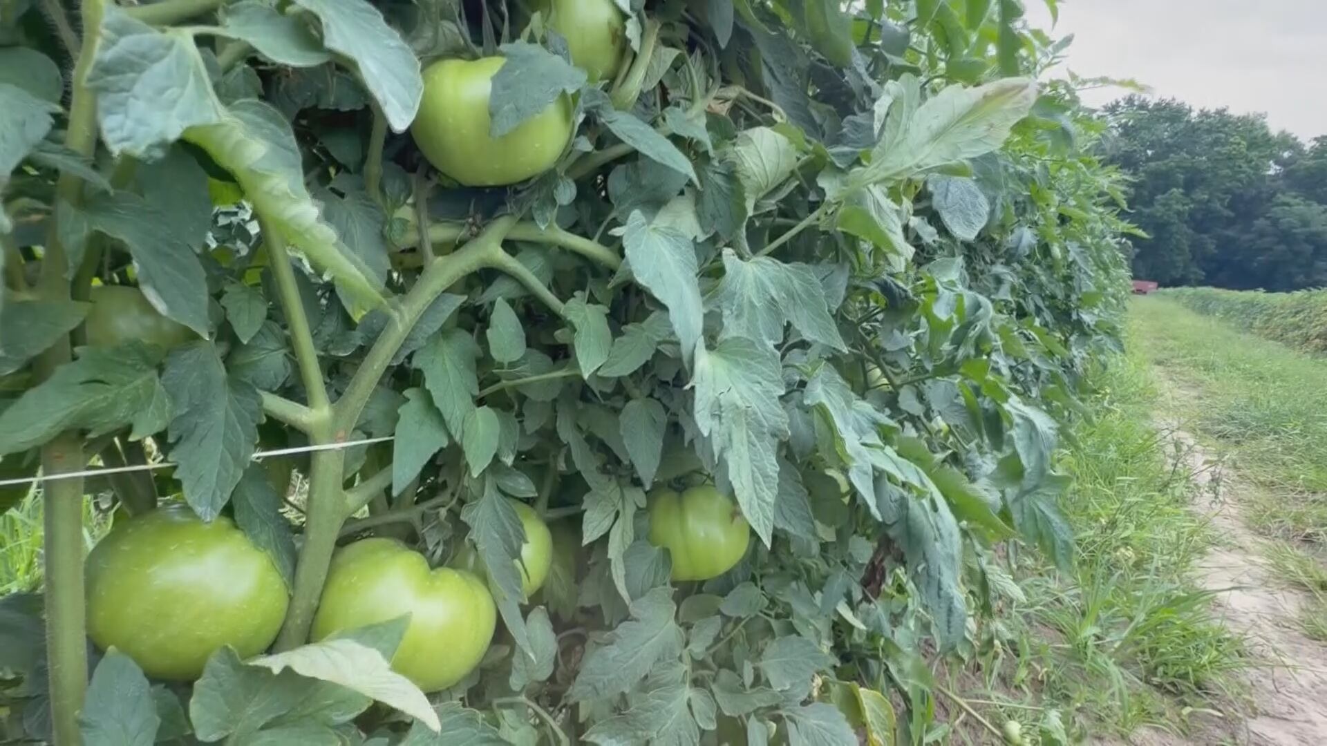 Why the Hendrix family is proud to maintain their produce farm