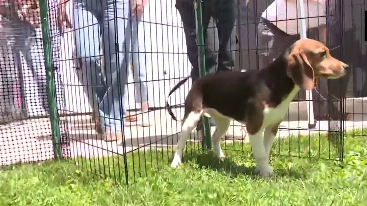 Ridglan Farms beagles: Big Dog Ranch Rescue secures release of ...