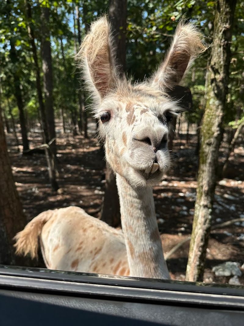 This Oklahoma safari park lets you drive past exotic animals roaming ...