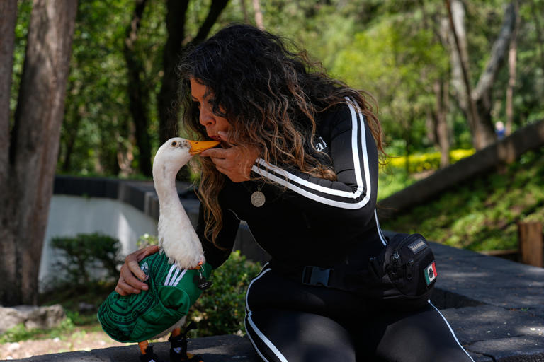 Meet Merlin the duck, a Mexico City streetside regular turned World Cup ...