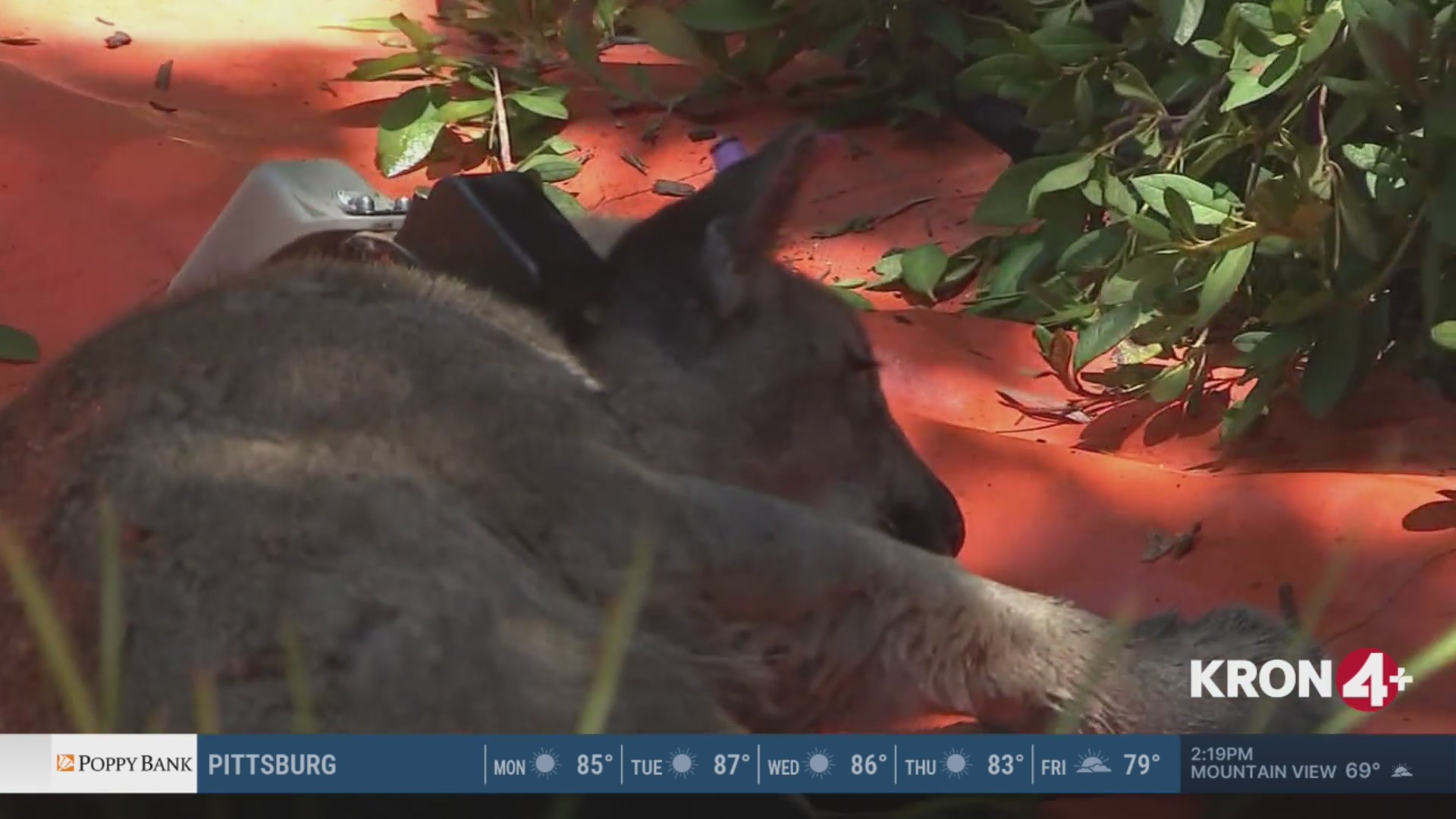 Young mountain lion tranquilized in Redwood City