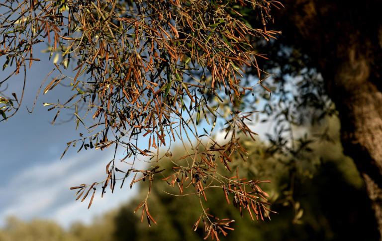 Ses oliviers décimés, le sud des Pouilles lutte pour se réinventer