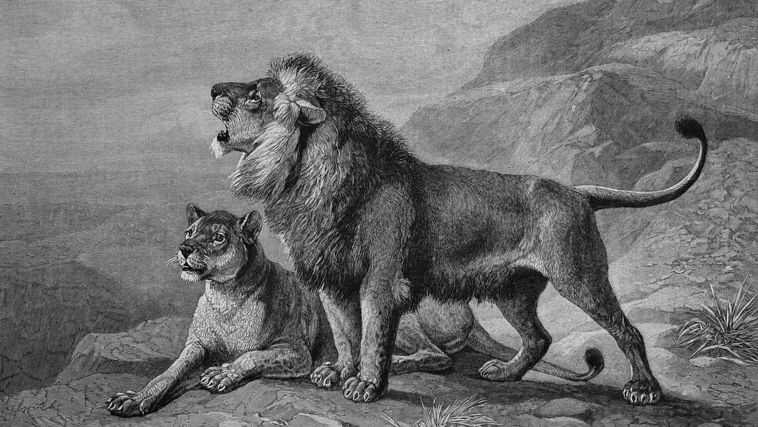 Ancient DNA reveals cave lion evolution and adaptations