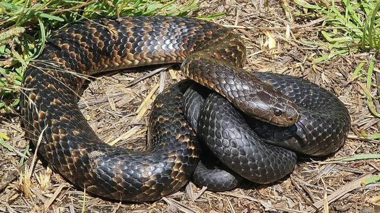 Tiger snake: The venomous Australian reptile that thrives in diverse ...