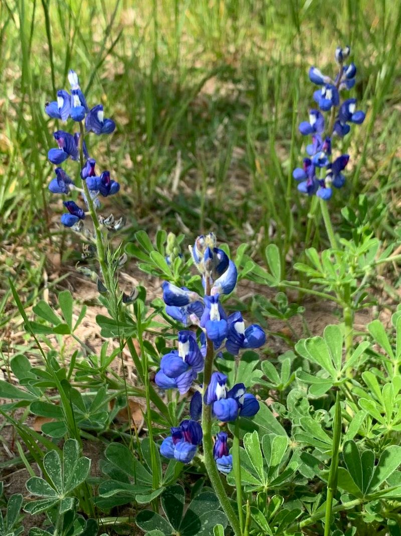 This Texas prairie preserve is known for wildflowers and open landscapes