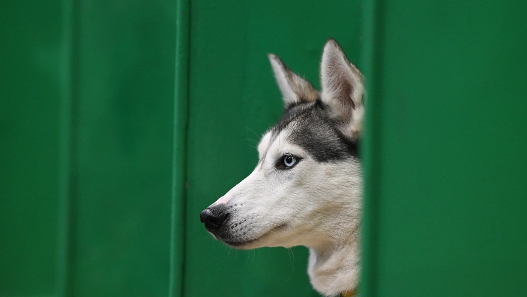 12 independent dog breeds known for stubborn streaks
