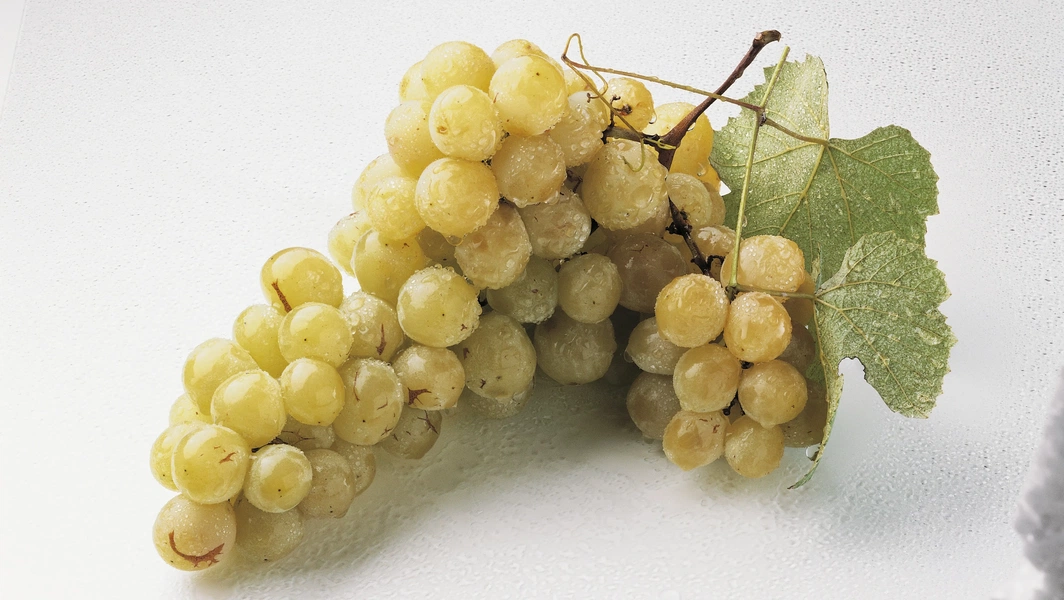 Proper techniques for washing and storing grapes