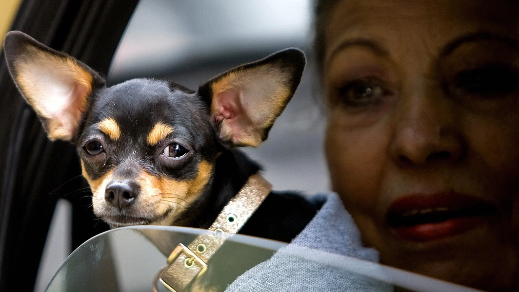 14 dog breeds prone to separation anxiety