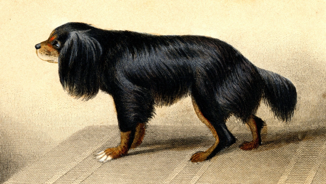 10 dog breeds seniors should choose or avoid