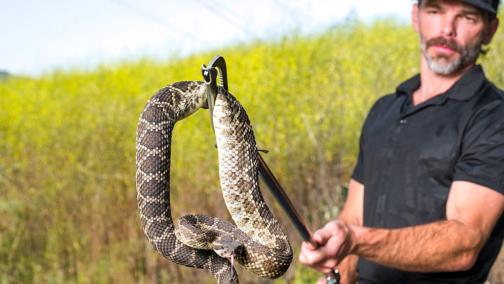 Recognizing rattlesnake signs and habitats