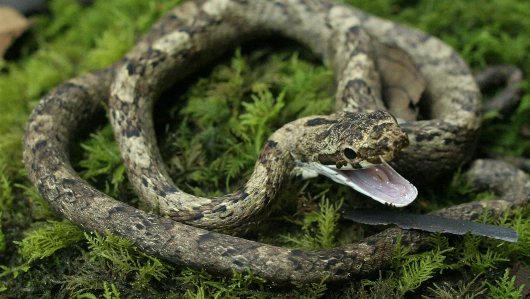 Identifying copperheads and chicken snakes safely