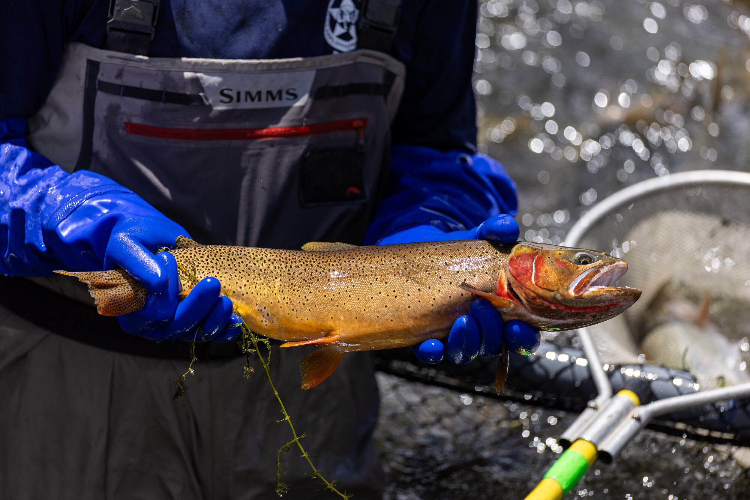 1,000 trout salvaged from Colorado reservoir ahead of drawdown