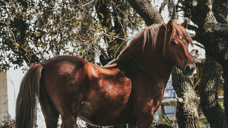 Outer Banks wild stallion Surfer dies after fatal kick, Corolla Wild ...