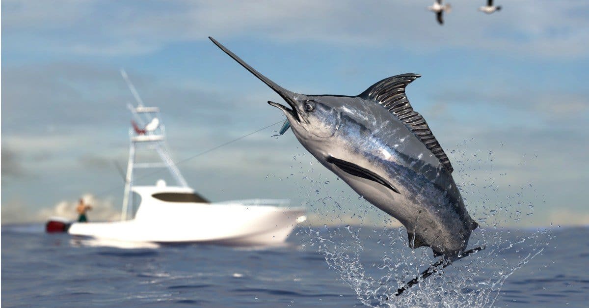 Anglers hauled in a swordfish so huge it made history