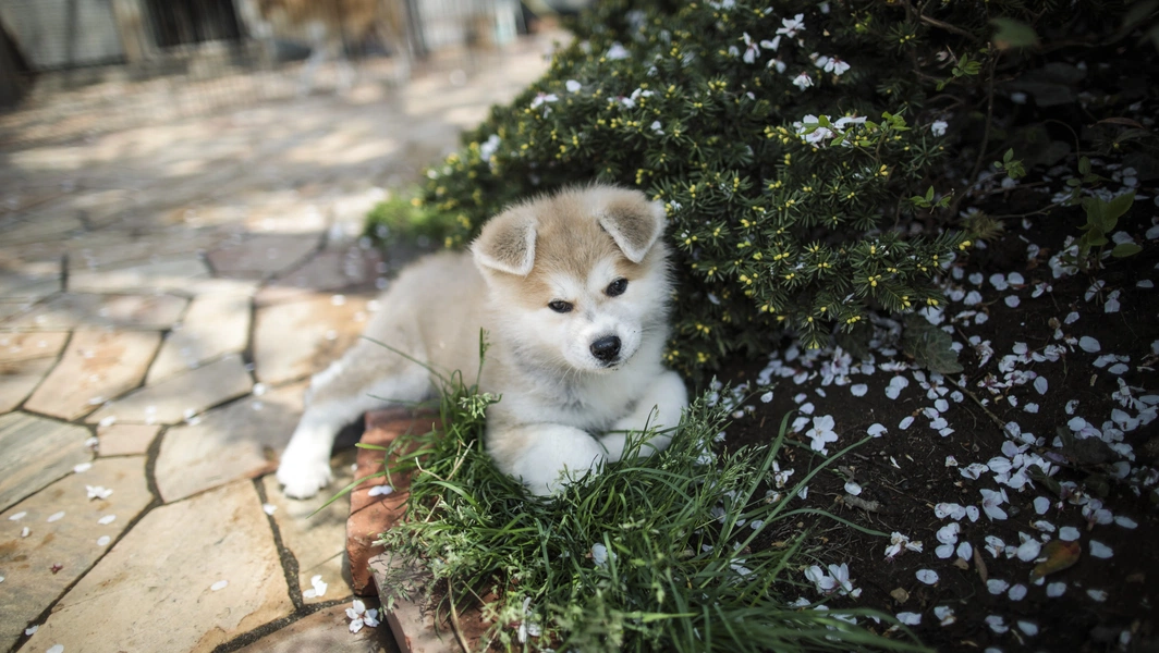 11 dog breeds with strong protective or prey instincts