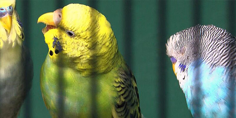 Cedar Rapids pet shop announces its closure