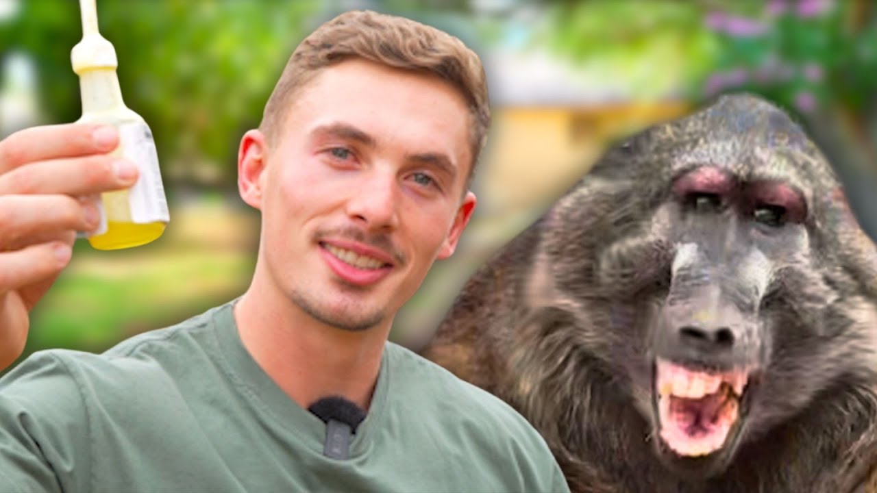 Baboon medical drama