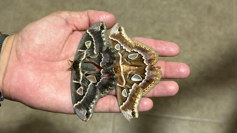 Mariposario de Cócorit registra en 2026 la mayor reproducción de ...