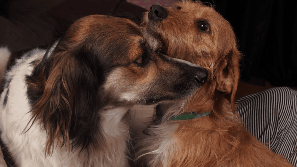Why is your dog growling at your boyfriend? 5 possible reasons you ...