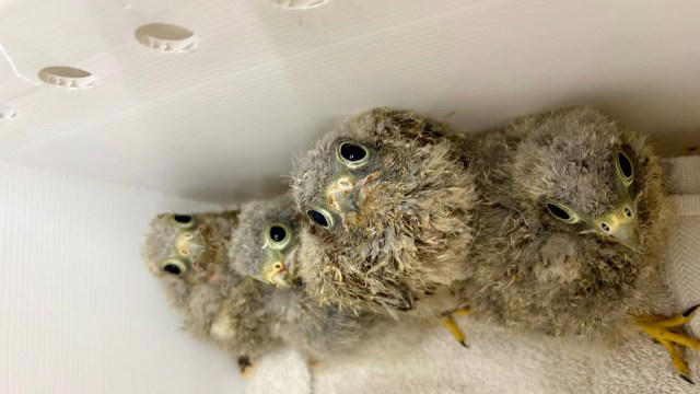 Vets open a rescue box and find 5 beady-eyed kestrels staring back