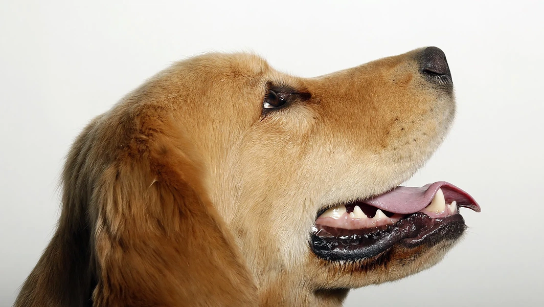 Understanding and managing fear in dogs