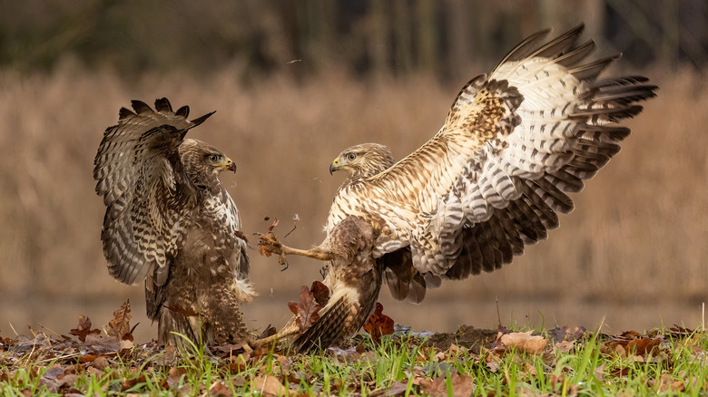 The fastest bird in the world is one of the apex predators of the sky