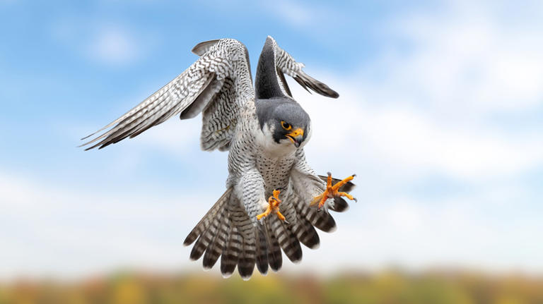 The fastest bird in the world is one of the apex predators of the sky