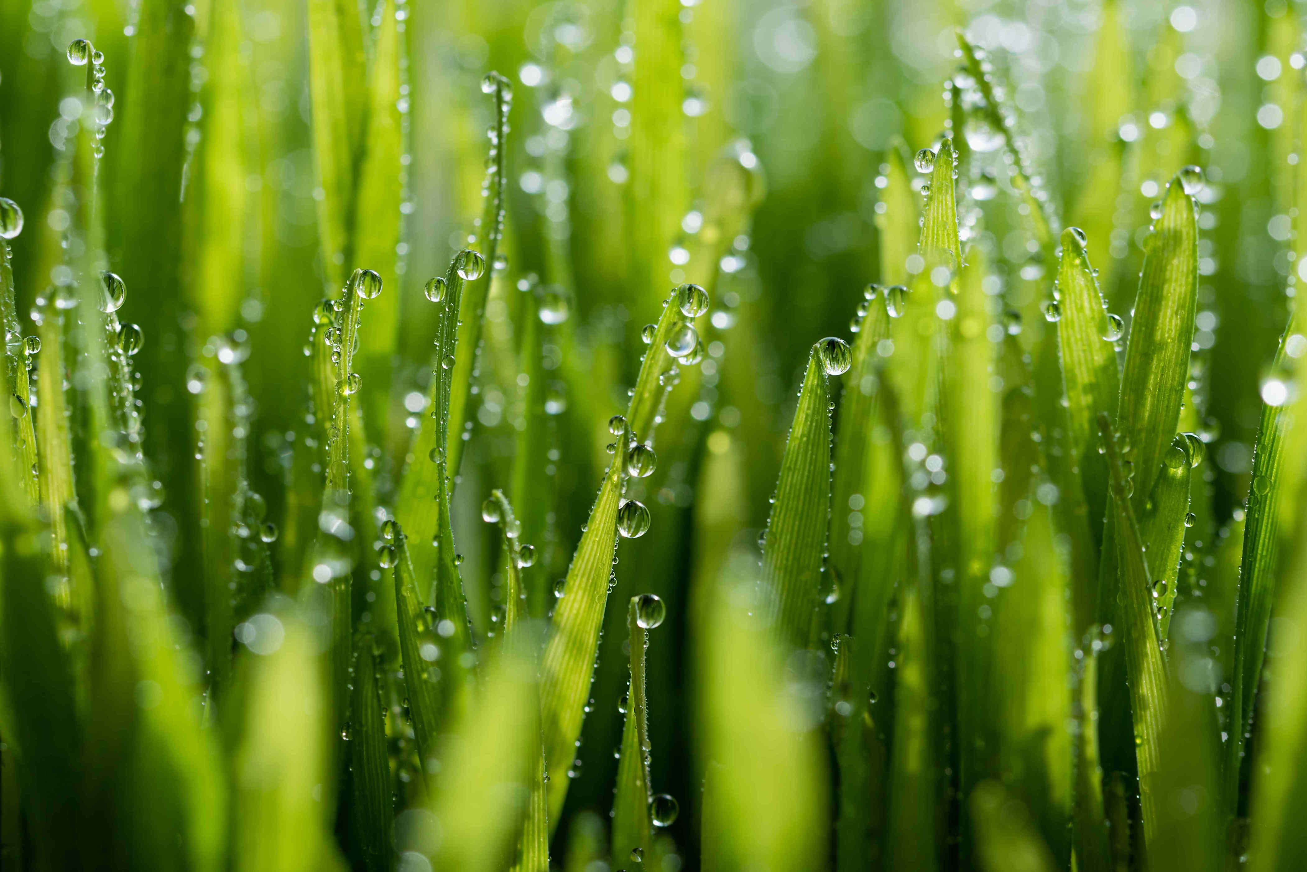 Is it ever OK to mow wet grass? Lawn pros say there’s only one time ...