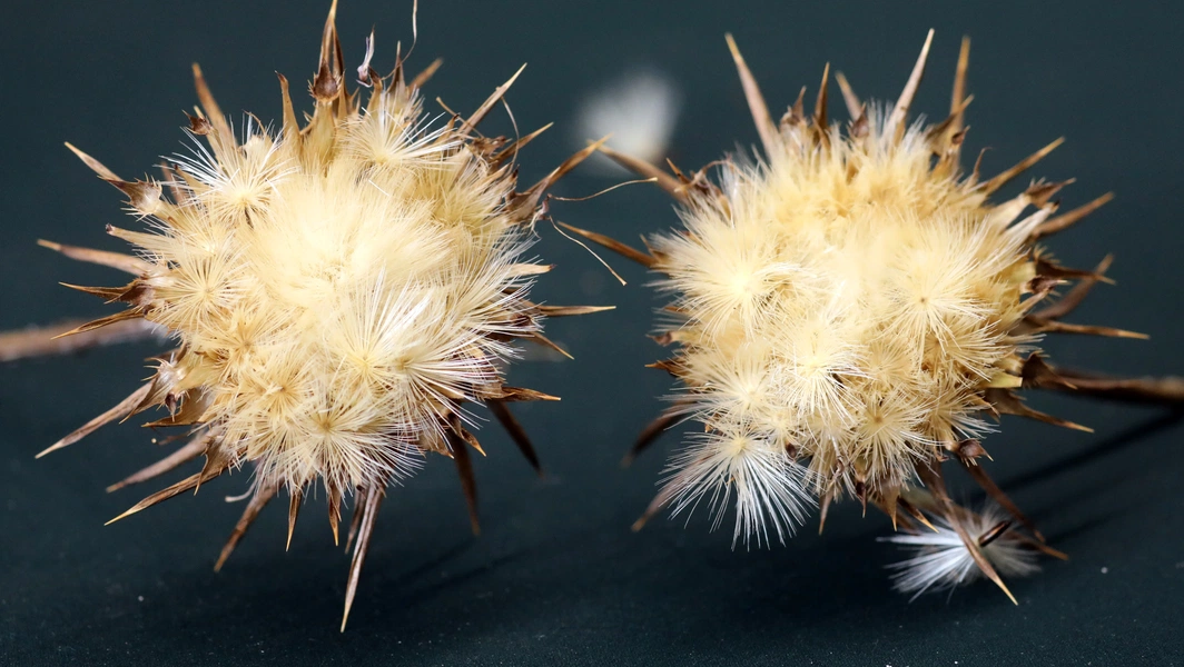 Milk thistle shows potential in liver health studies
