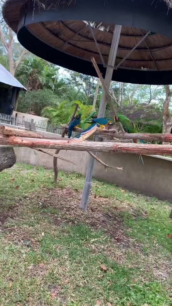 Feeding giraffes goats and more at Florida safari park