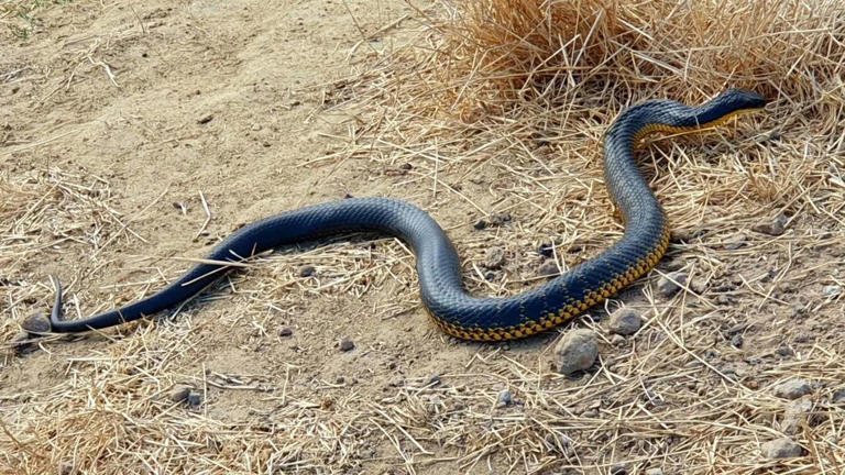 Tiger snake: The venomous Australian reptile that thrives in diverse ...