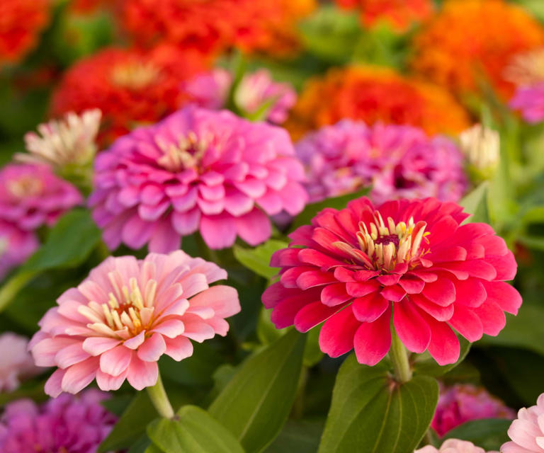 7 flowers to pinch out in June for more blooms and bushier plants