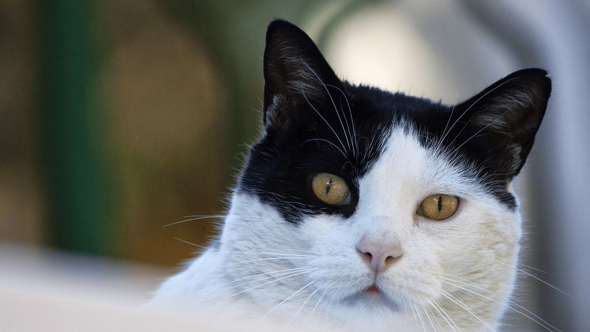 Do cats forget their humans? Here's what we know about how much they ...