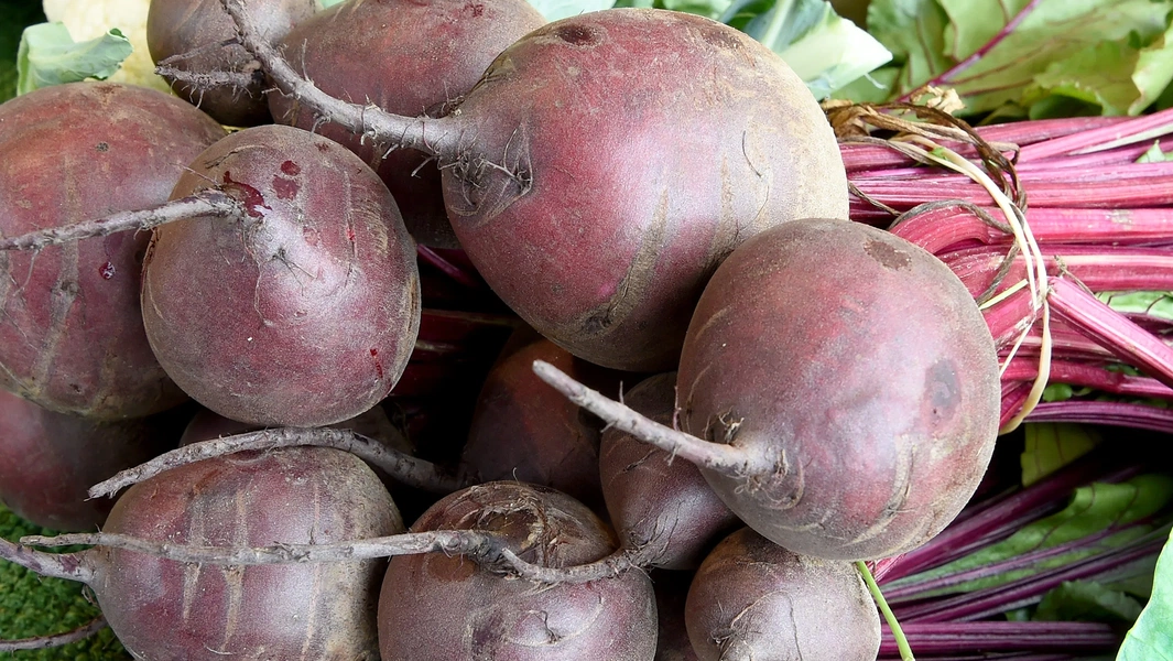 Beets’ nutritional impact on kidney health