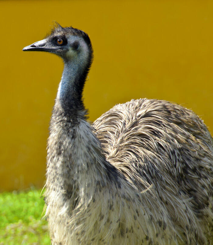 34 fascinating things about Australia that shocked visitors