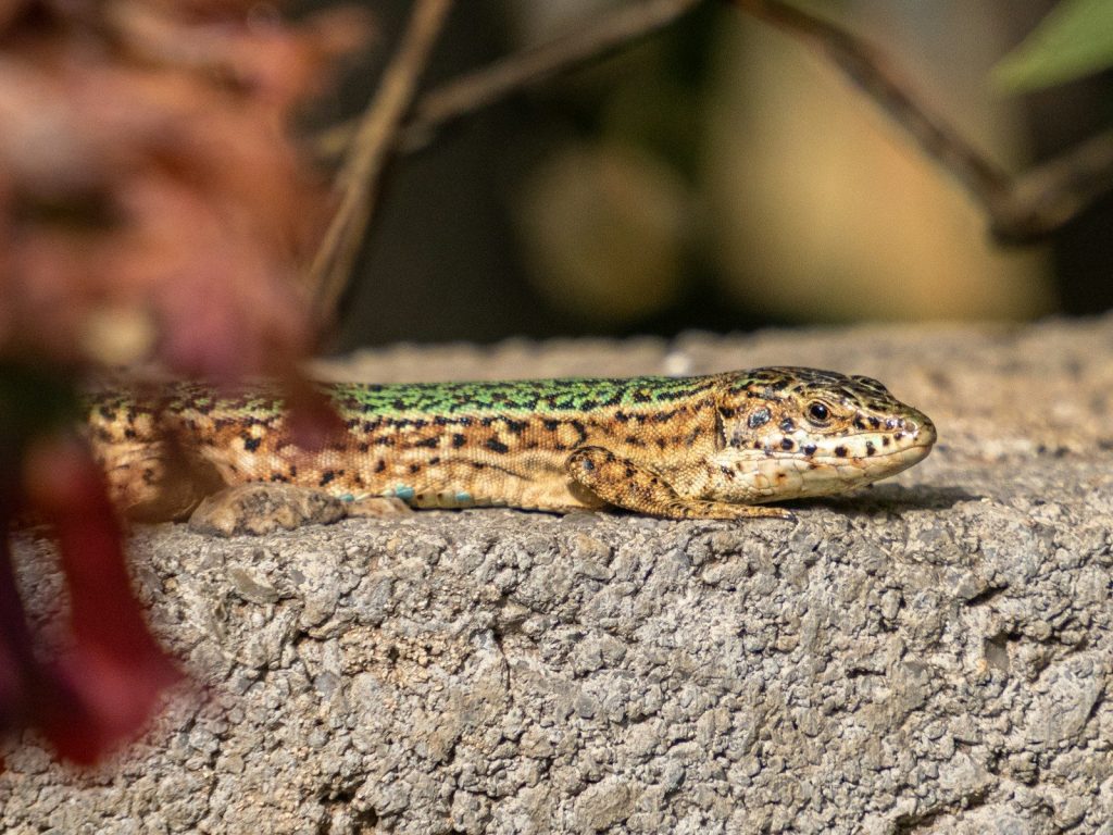 Invasive snakes in Ibiza could reshape island wildlife