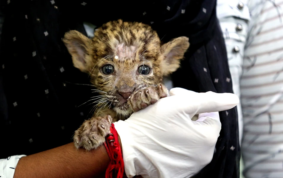 Wildlife SOS achieves 95% success in leopard cub reunions