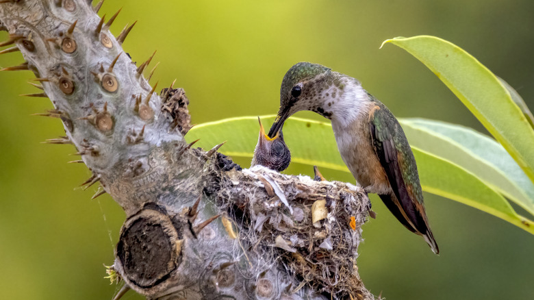 These plants are a secret weapon for encouraging hummingbirds to nest ...