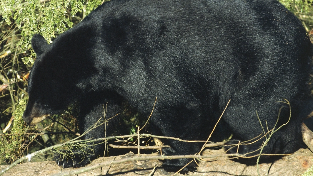 14 dangerous animals unsuitable as pets