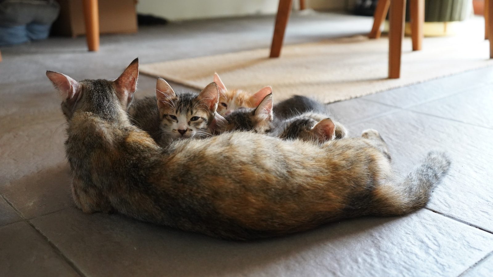 Family checking on newborn kittens discovers an unexpected sixth baby