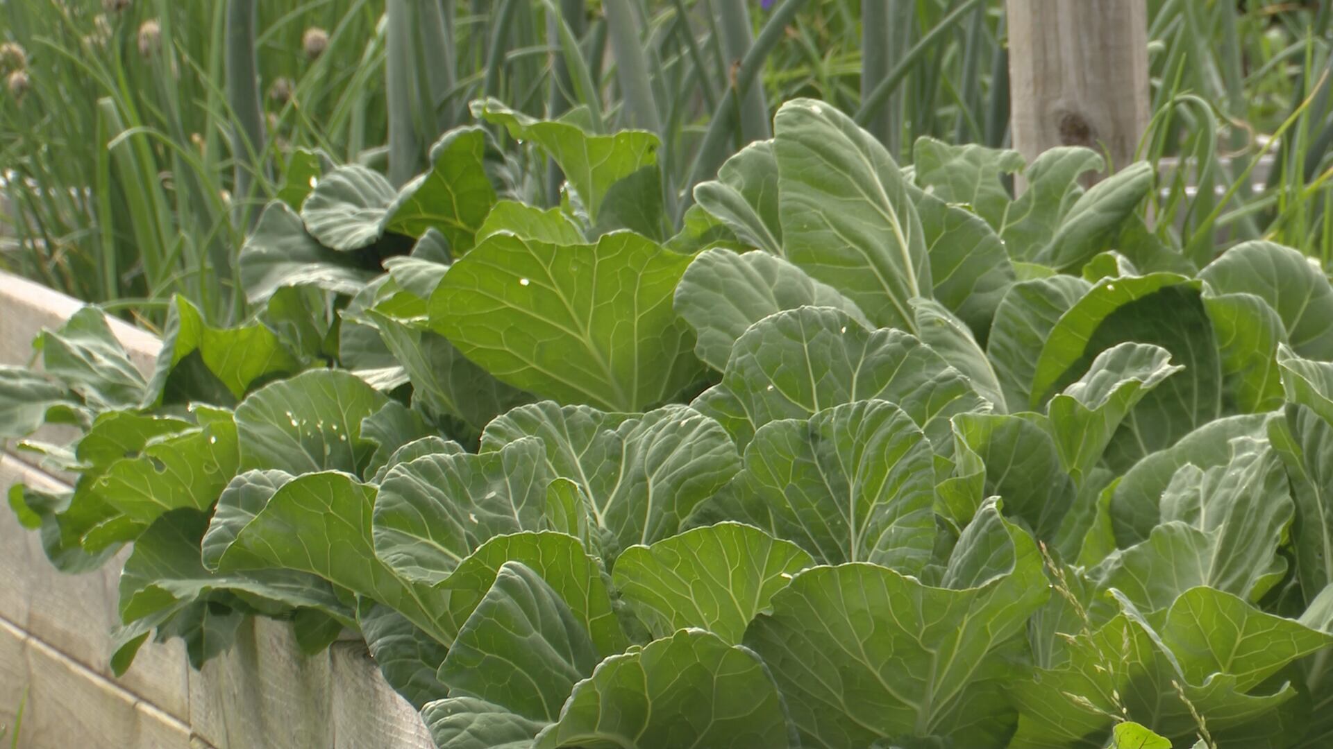 Toledo program teaches people to grow their own food amid rising ...