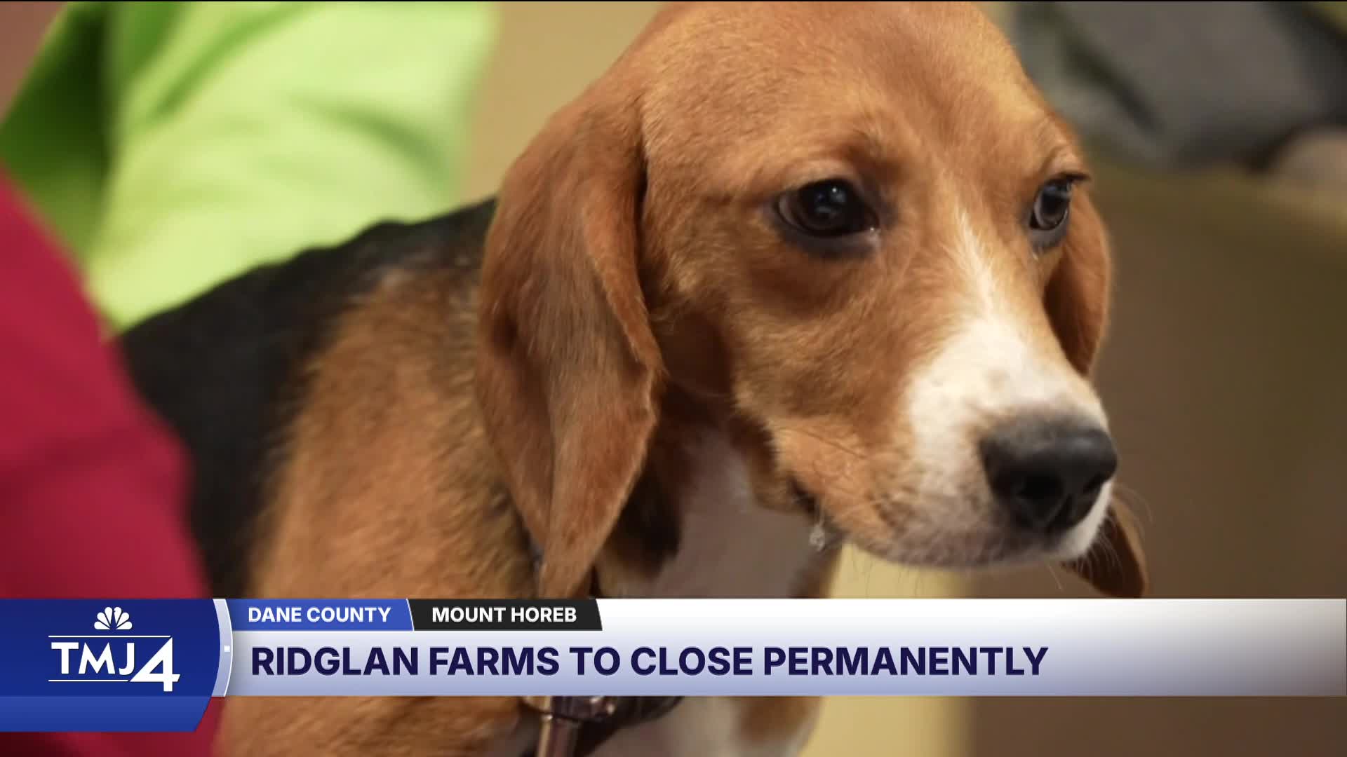 Hundreds more beagles rescued after deal permanently closes Ridglan Farms